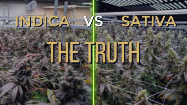 Indica vs. Sativa: Why You Shouldn't Worry about It